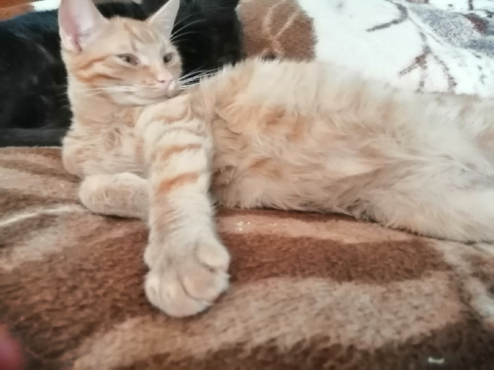 A-Bany :: Kočičí depozitum Flíček